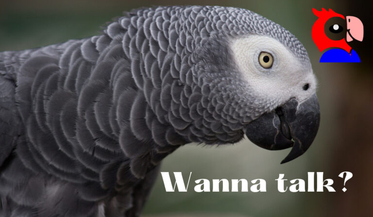 Parrot Names – For EACH pet BIRD | Best Parrot Toys