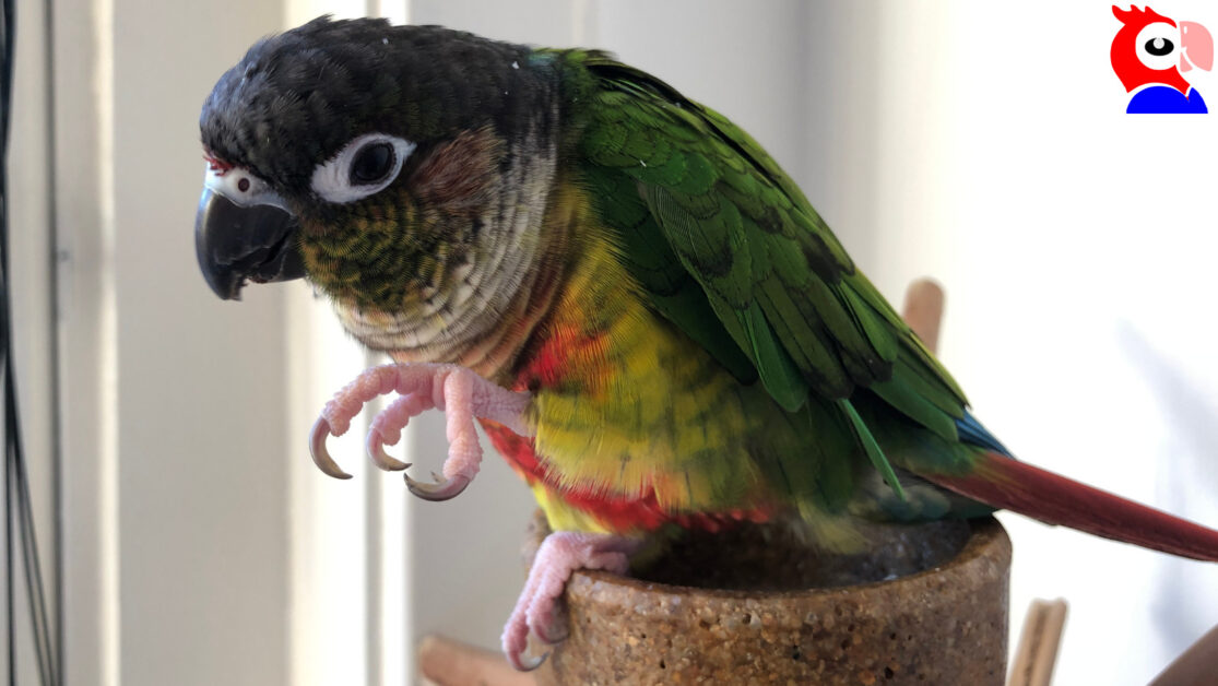 Parrot Names – For EACH pet BIRD | Best Parrot Toys