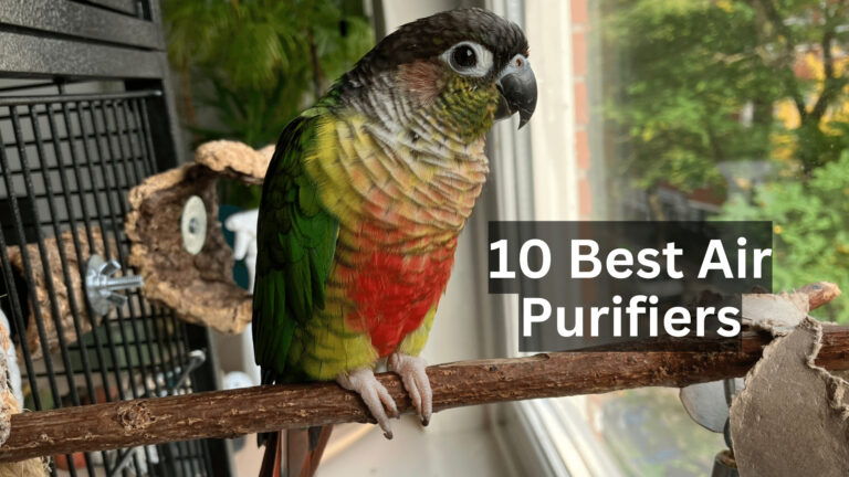 Happy Hatchday to my Pet Parrot| Best Parrot Toys