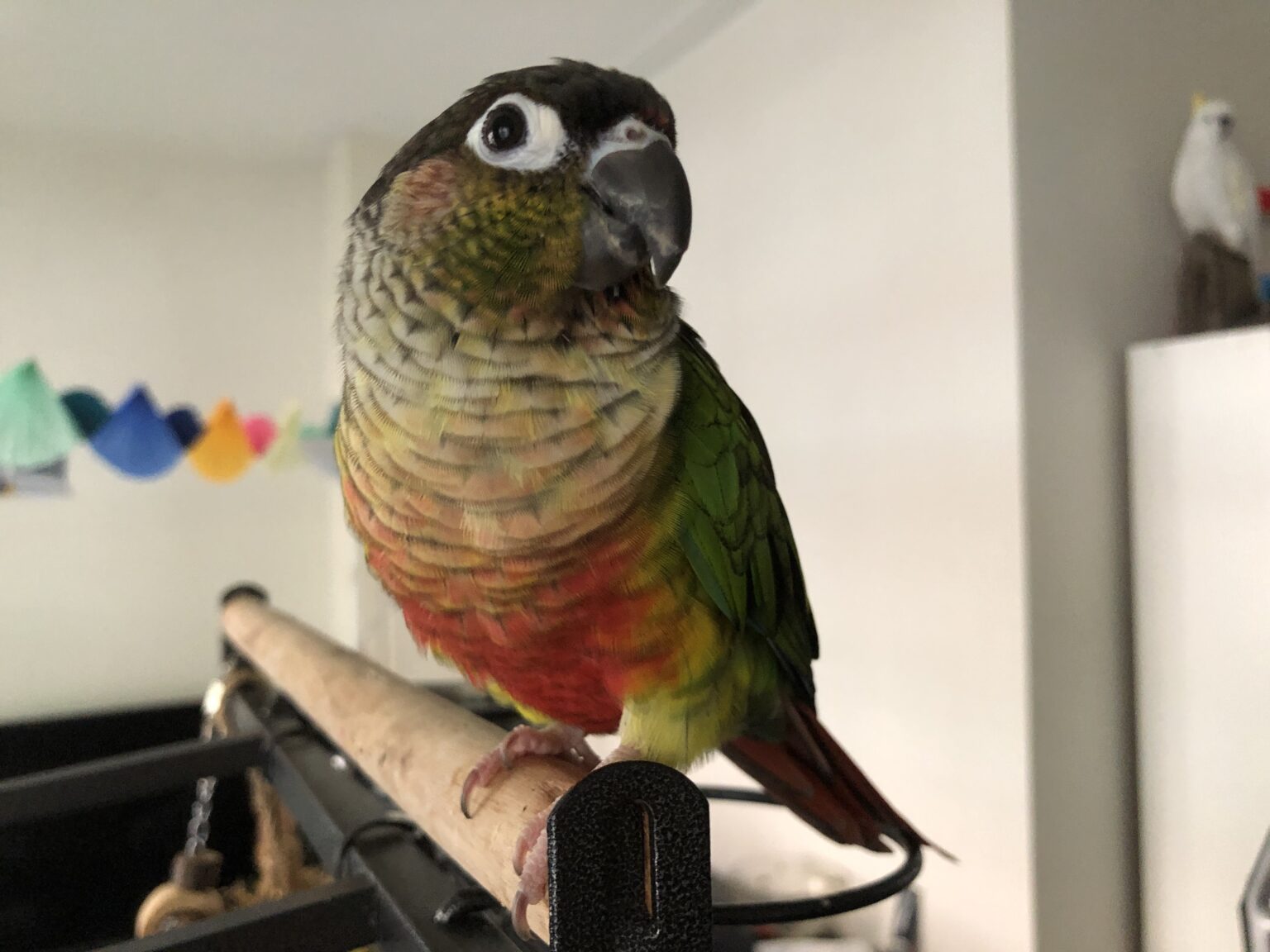 Can Green Cheek Conures Talk? | Best Parrot Toys